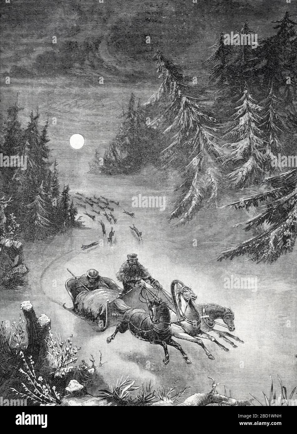Sleigh Attacked by a Pack of Wolves in Winter Forest of Tatarstan ...