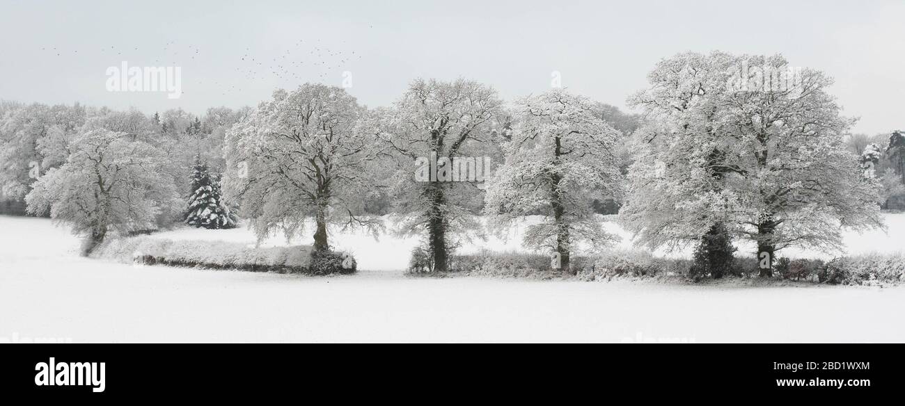 Row of snow laden trees in a snowy field Stock Photo - Alamy