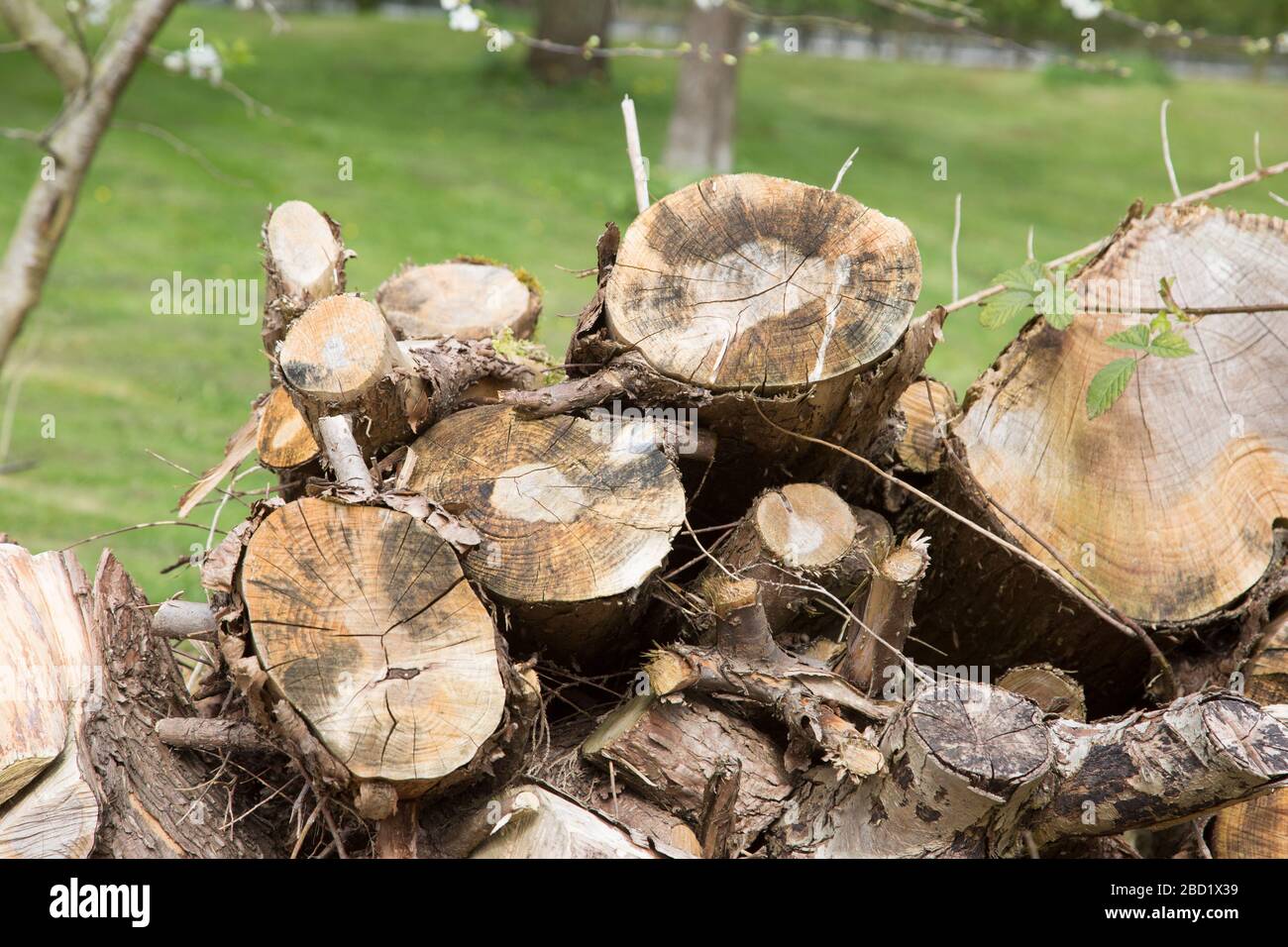 huge pile of logs from trees cut down in a garden in England in the ...