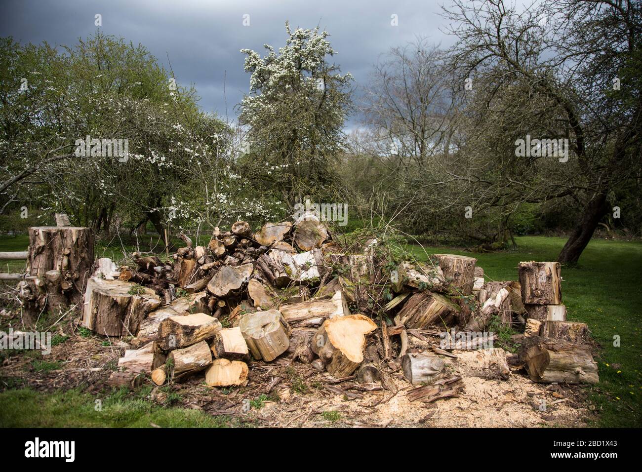 huge pile of logs from trees cut down in a garden in England in the ...
