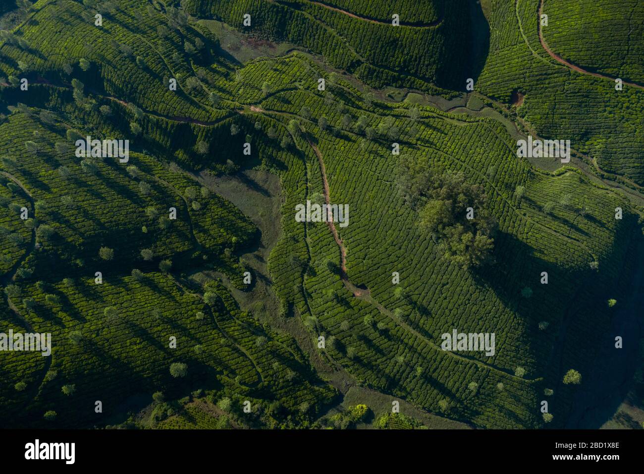 Beautiful tea plantation landscape in the morning Stock Photo - Alamy