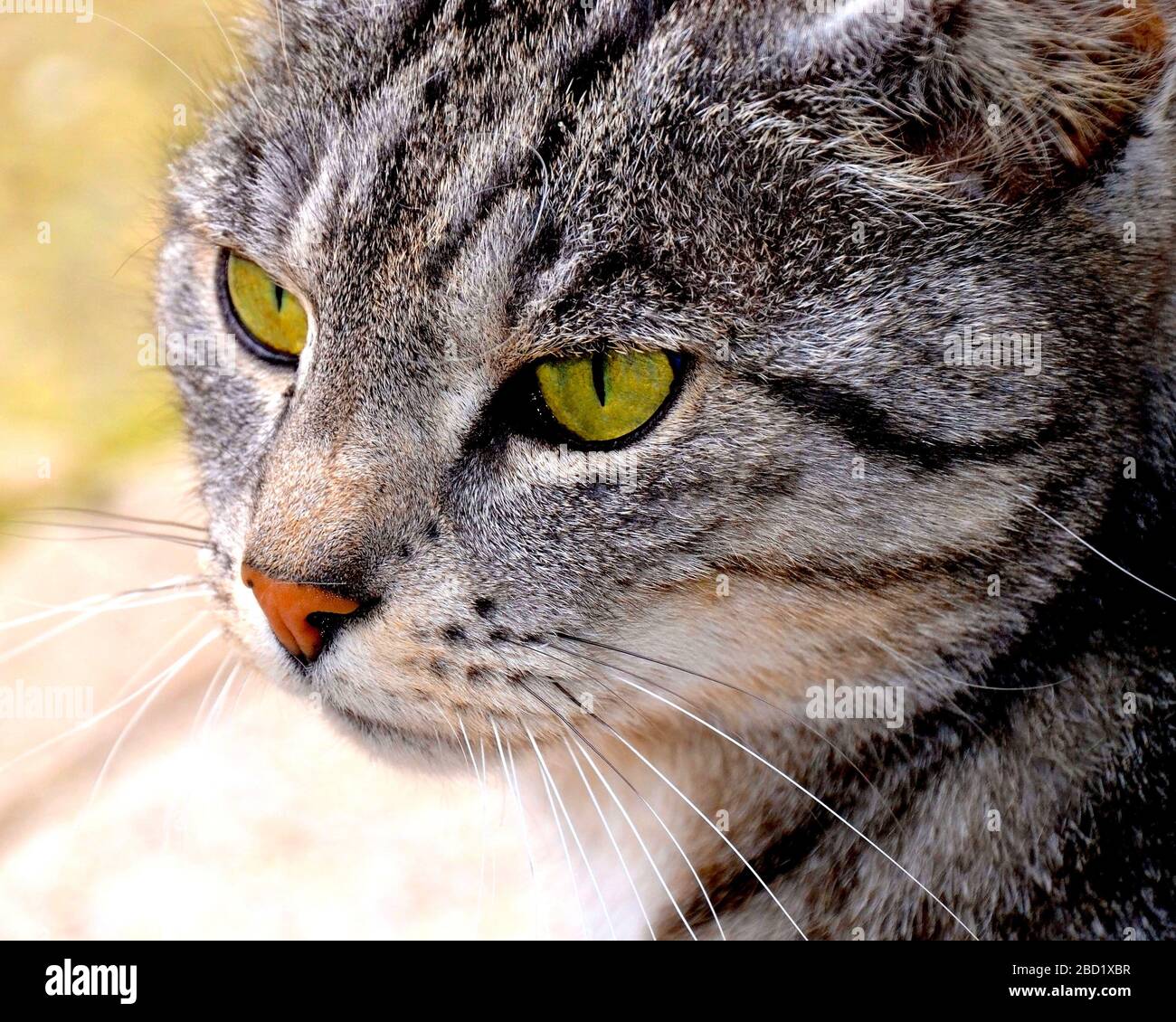The cat lives a nice life Stock Photo - Alamy