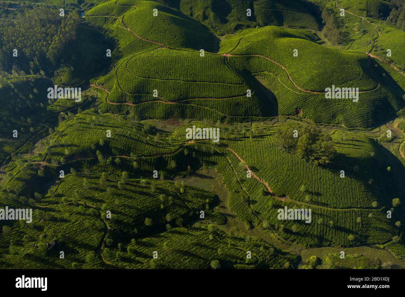 Beautiful tea plantation landscape in the morning Stock Photo - Alamy