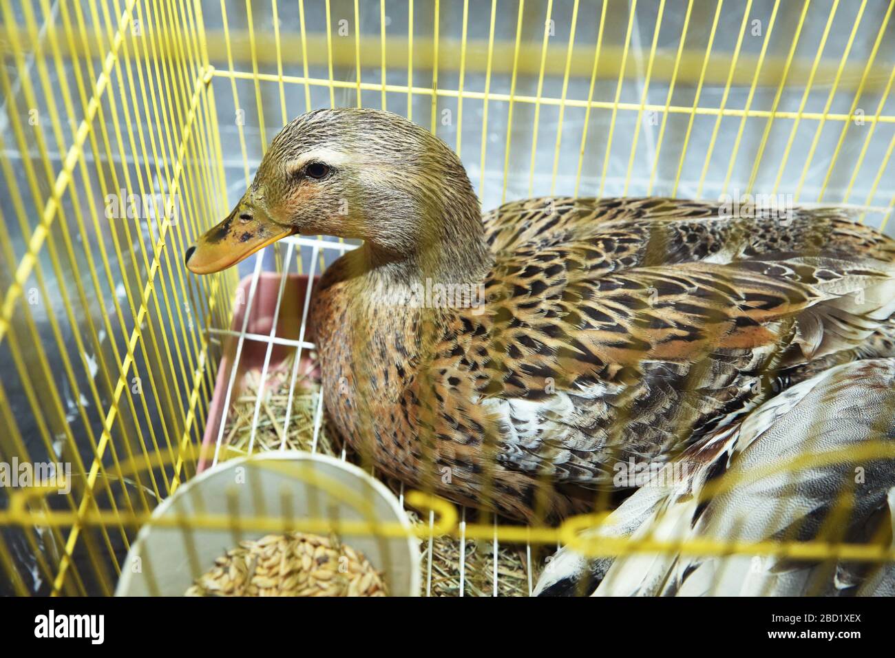Inge Spotted duck in fair cage . Gray ducks locked inside cage looking ...