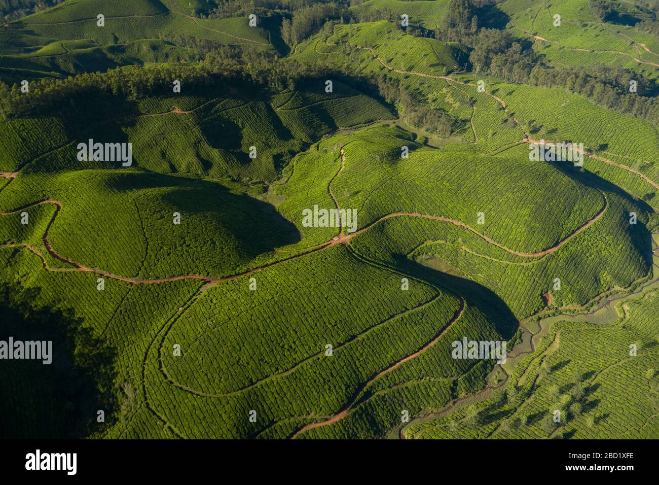 Beautiful tea plantation landscape in the morning Stock Photo - Alamy