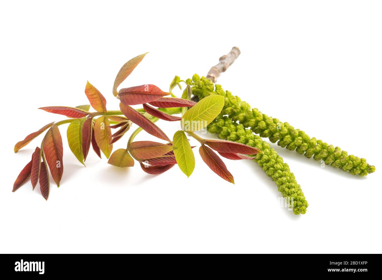 Catkin plant Cut Out Stock Images & Pictures - Alamy