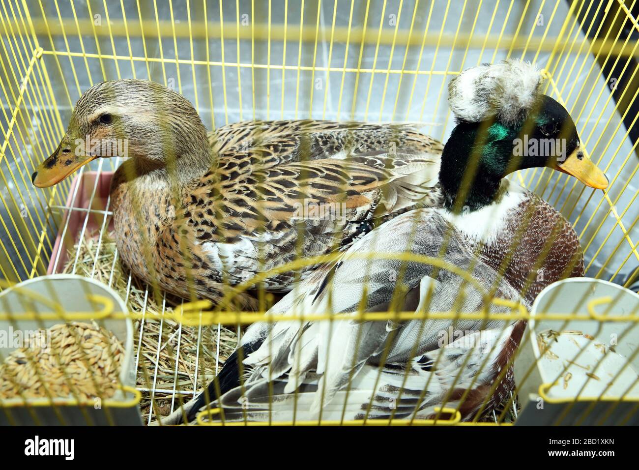 Inge Spotted duck in fair cage . Gray ducks locked inside cage looking ...