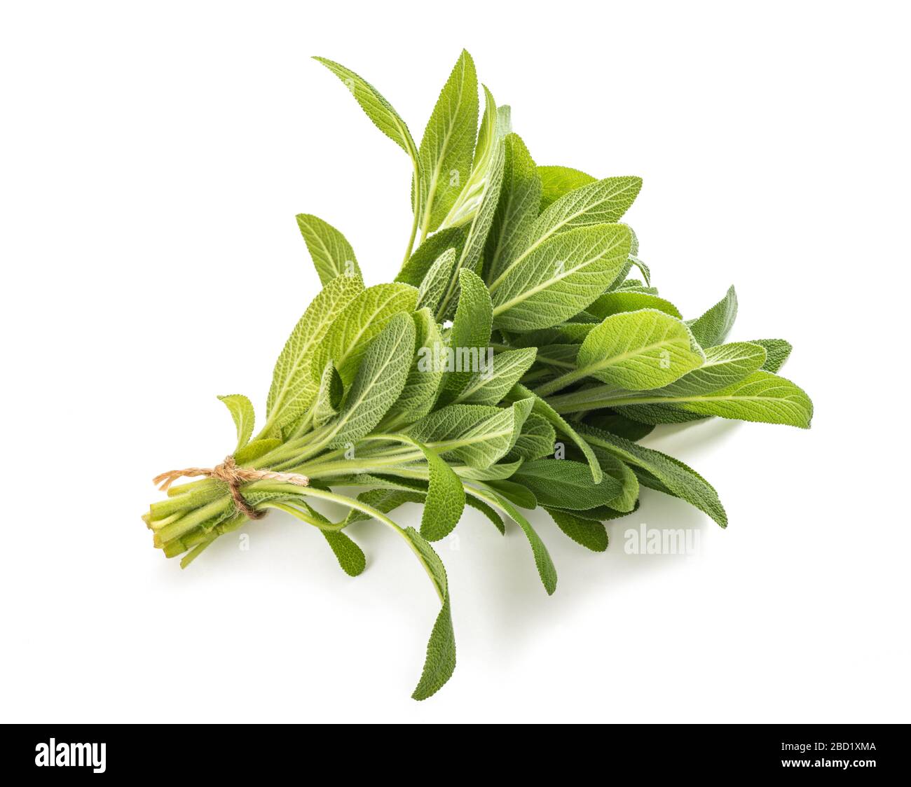 Fresh tied sage bunch isolated on white background Stock Photo - Alamy