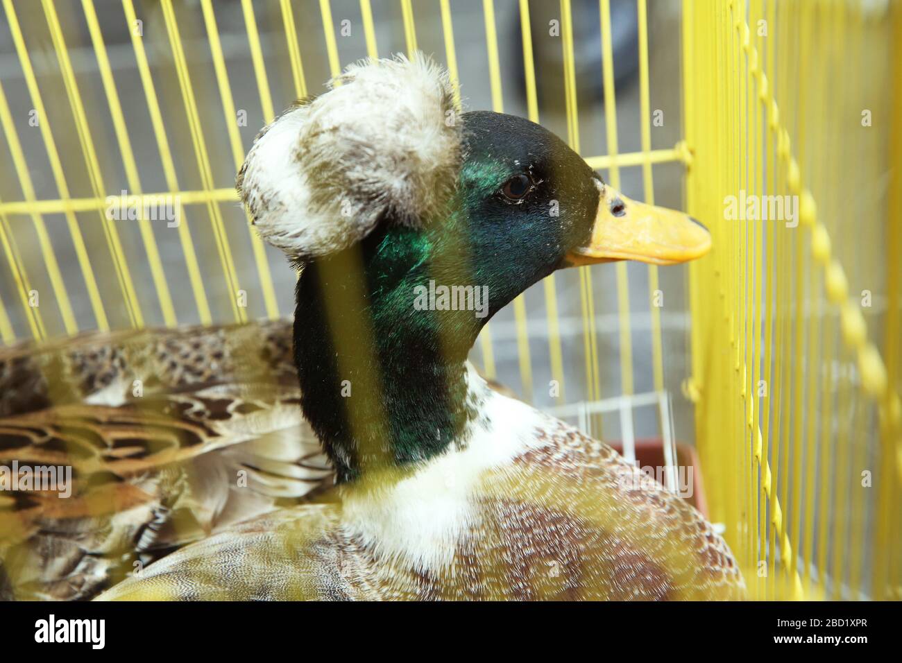 Inge Spotted duck in fair cage . Gray ducks locked inside cage looking ...