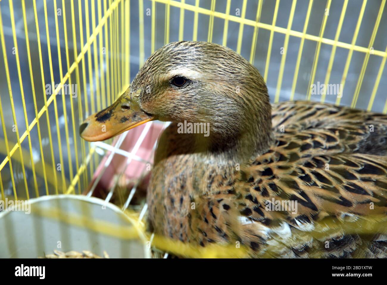 Inge Spotted duck in fair cage . Gray ducks locked inside cage looking ...