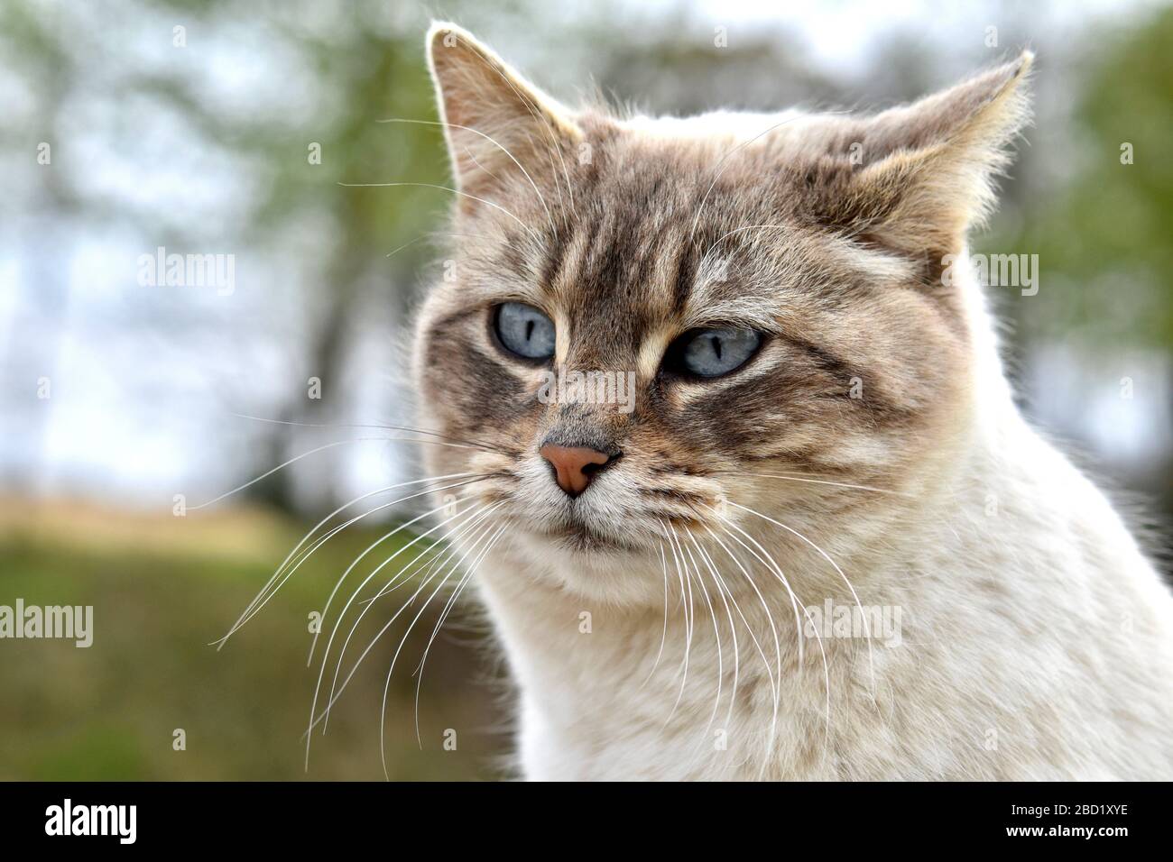 The cat lives a nice life Stock Photo - Alamy