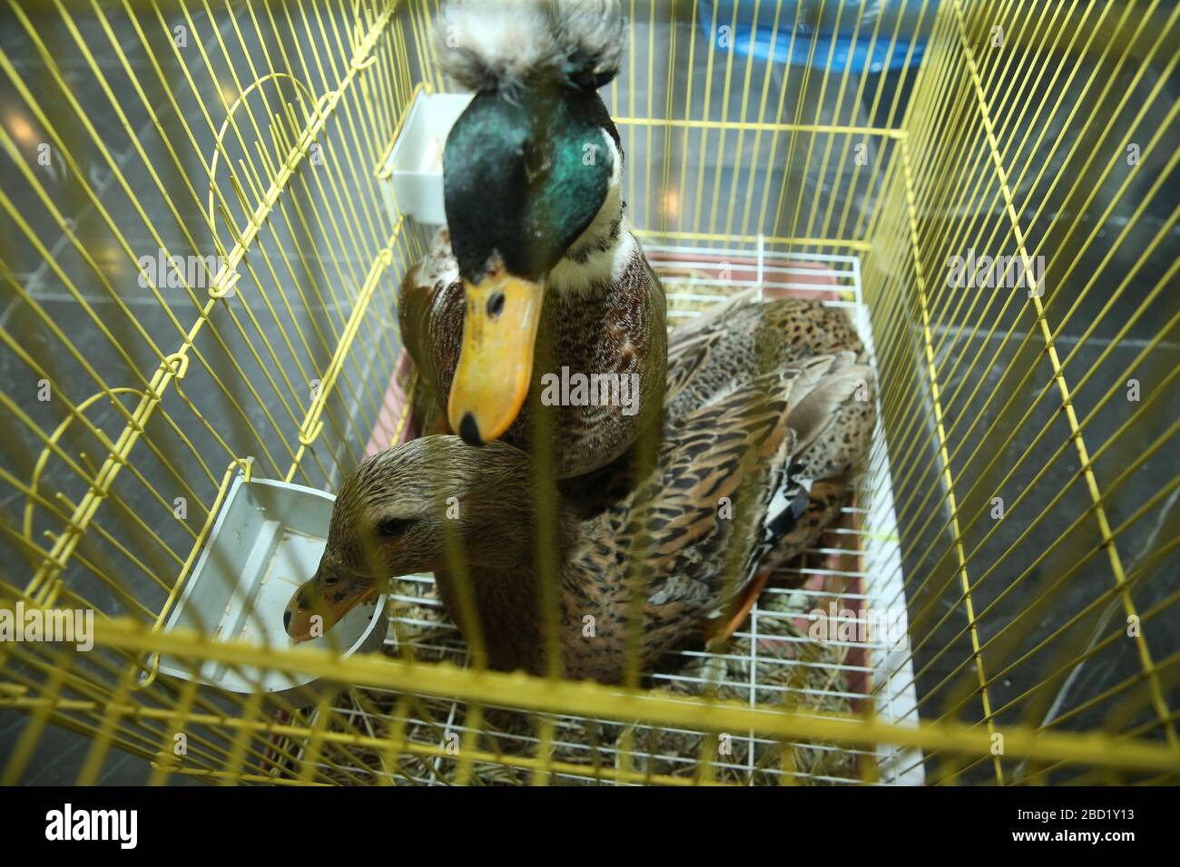 Inge Spotted duck in fair cage . Gray ducks locked inside cage looking ...