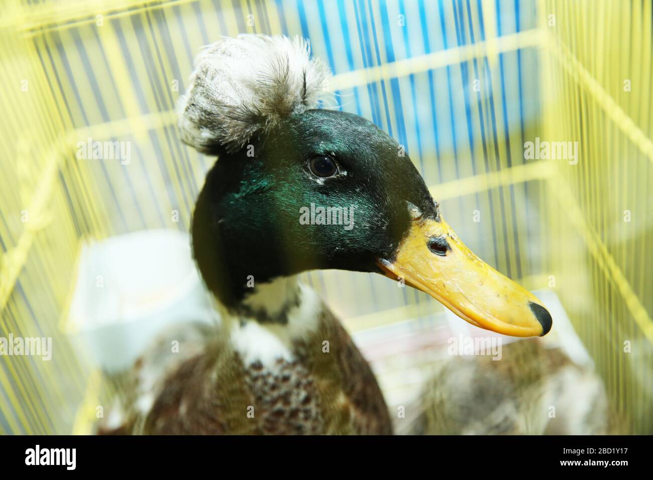 Inge Spotted duck in fair cage . Gray ducks locked inside cage looking ...