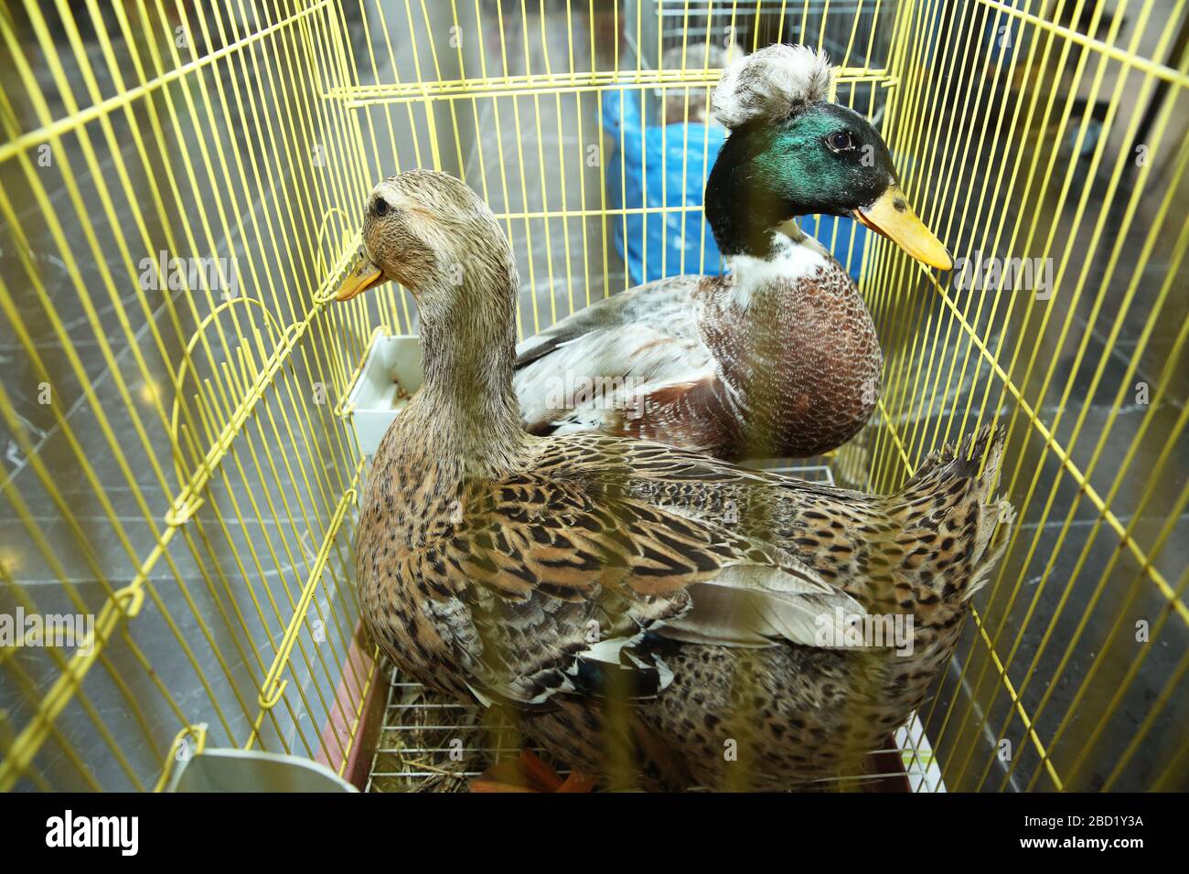 Inge Spotted duck in fair cage . Gray ducks locked inside cage looking ...