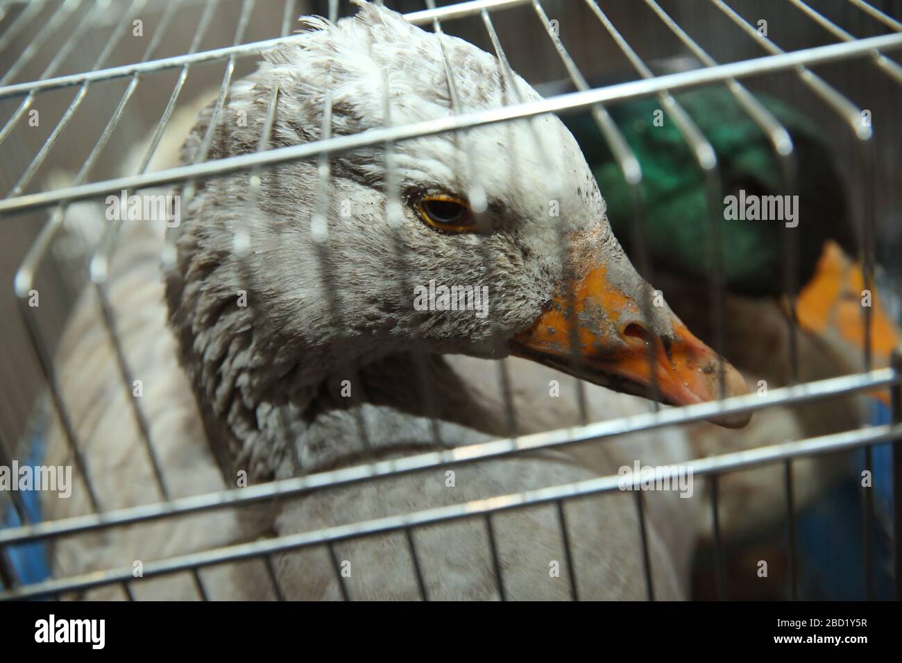 Caged ducks hi-res stock photography and images - Alamy