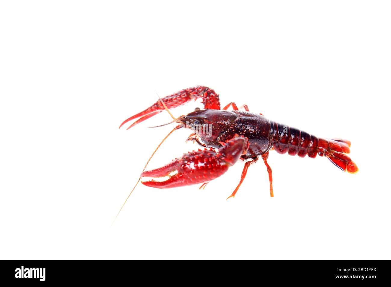 Crayfish,Crawfish isolated on white background Stock Photo - Alamy