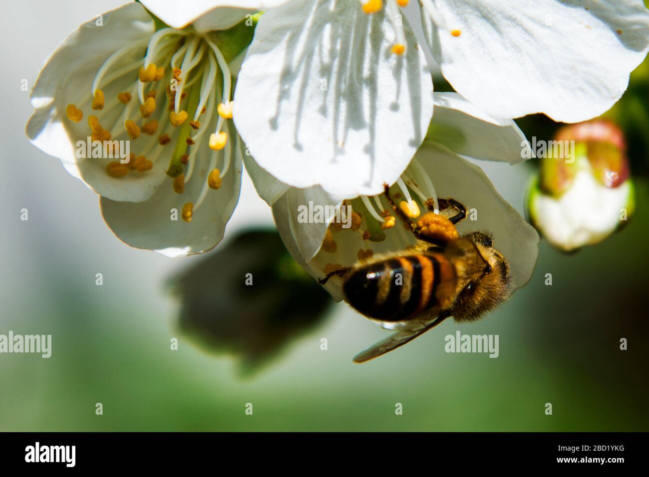 Bee, cherry blossom and pollination, Spring Stock Photo - Alamy