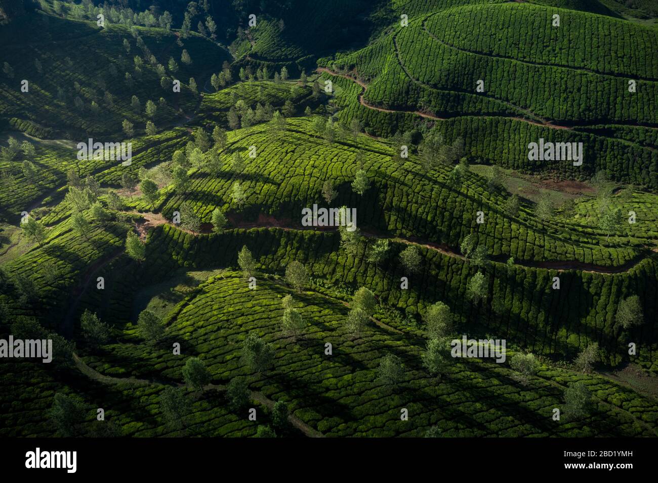 Beautiful tea plantation landscape in the morning Stock Photo - Alamy
