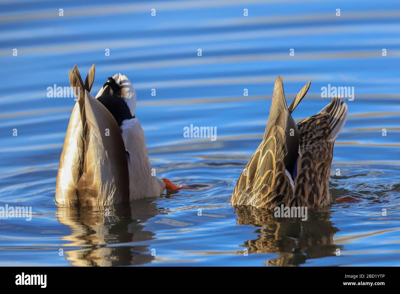 Duck bobbing hi-res stock photography and images - Alamy
