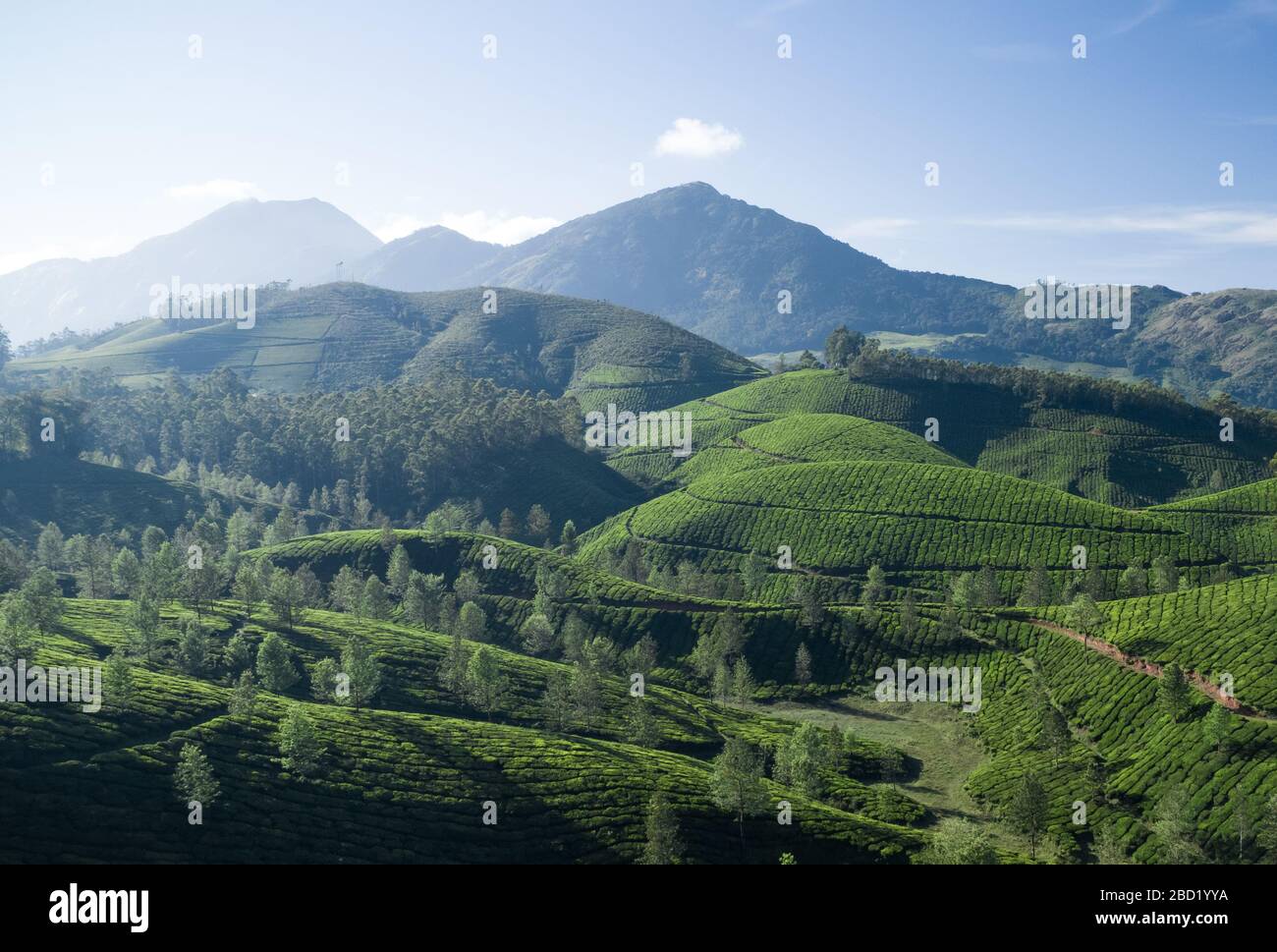 Beautiful tea plantation landscape in the morning Stock Photo - Alamy