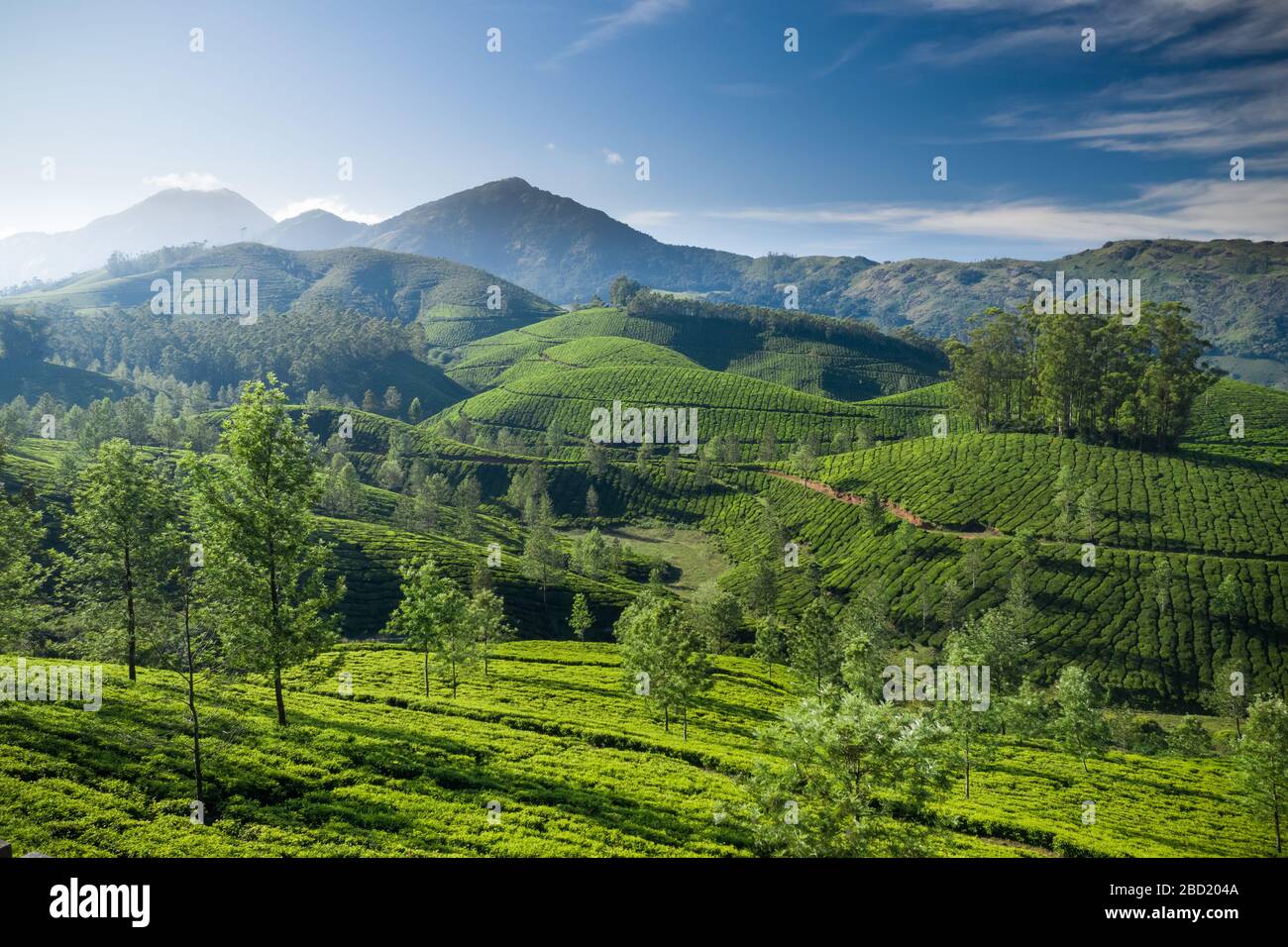 Beautiful tea plantation landscape in the morning Stock Photo - Alamy