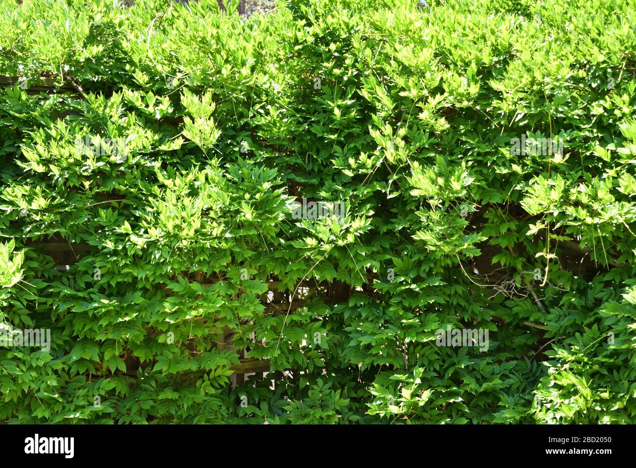 Large Hedge High Resolution Stock Photography and Images - Alamy