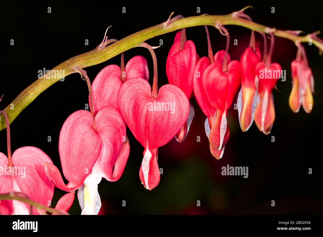 Asian bleeding heart flower hi-res stock photography and images - Alamy