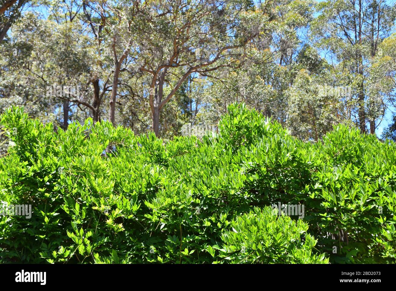 Large Hedge High Resolution Stock Photography and Images - Alamy