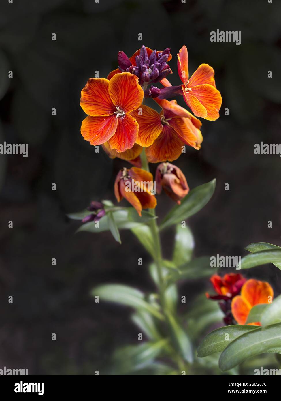 Flowers of Violaciocca Stock Photo - Alamy