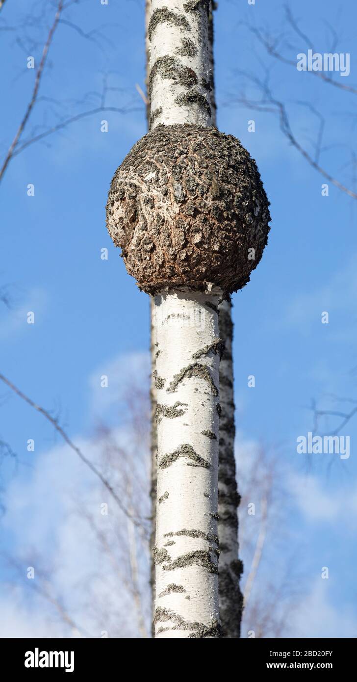 Growing lump hi-res stock photography and images - Alamy