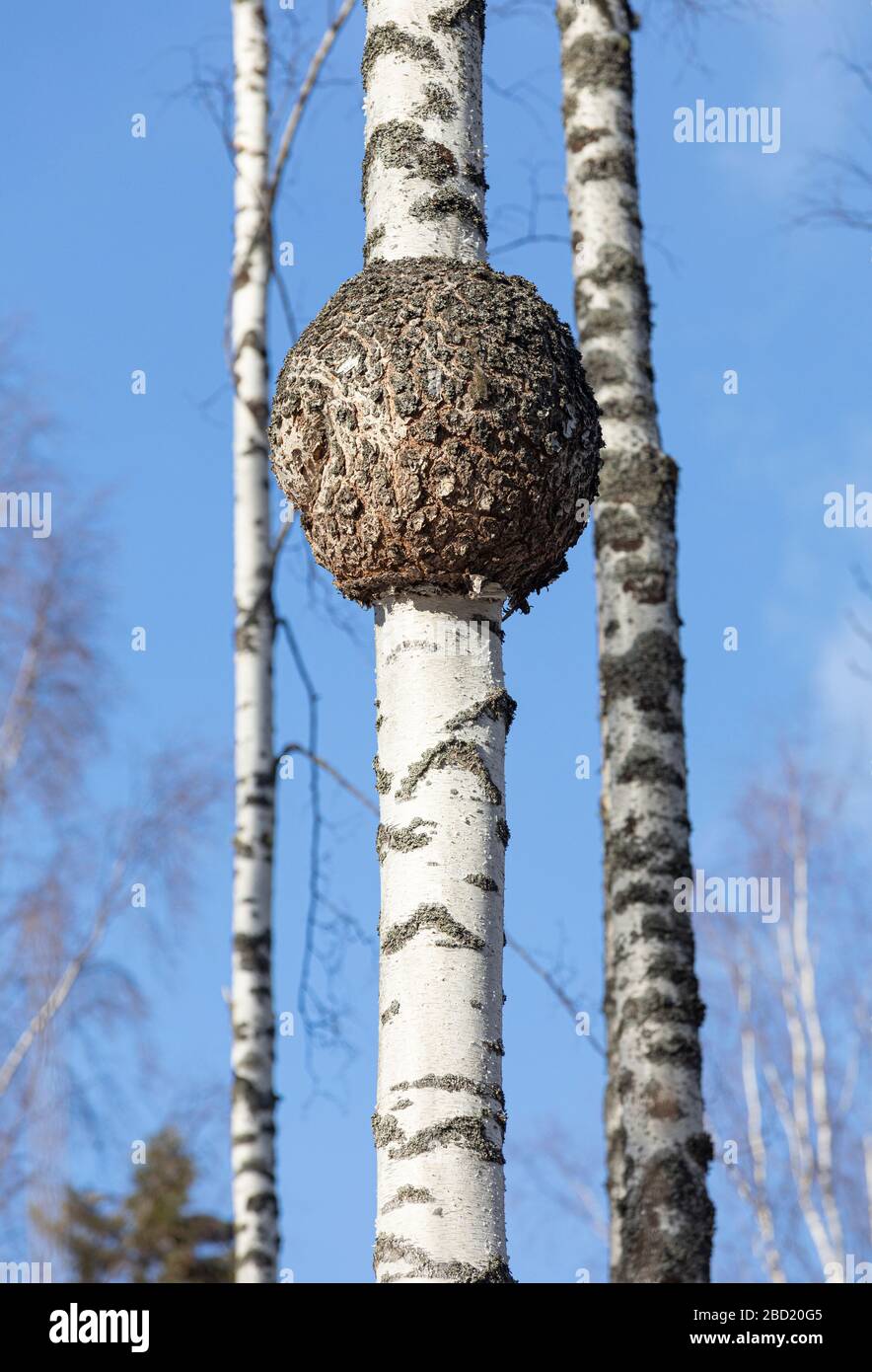 Growing lump hi-res stock photography and images - Alamy