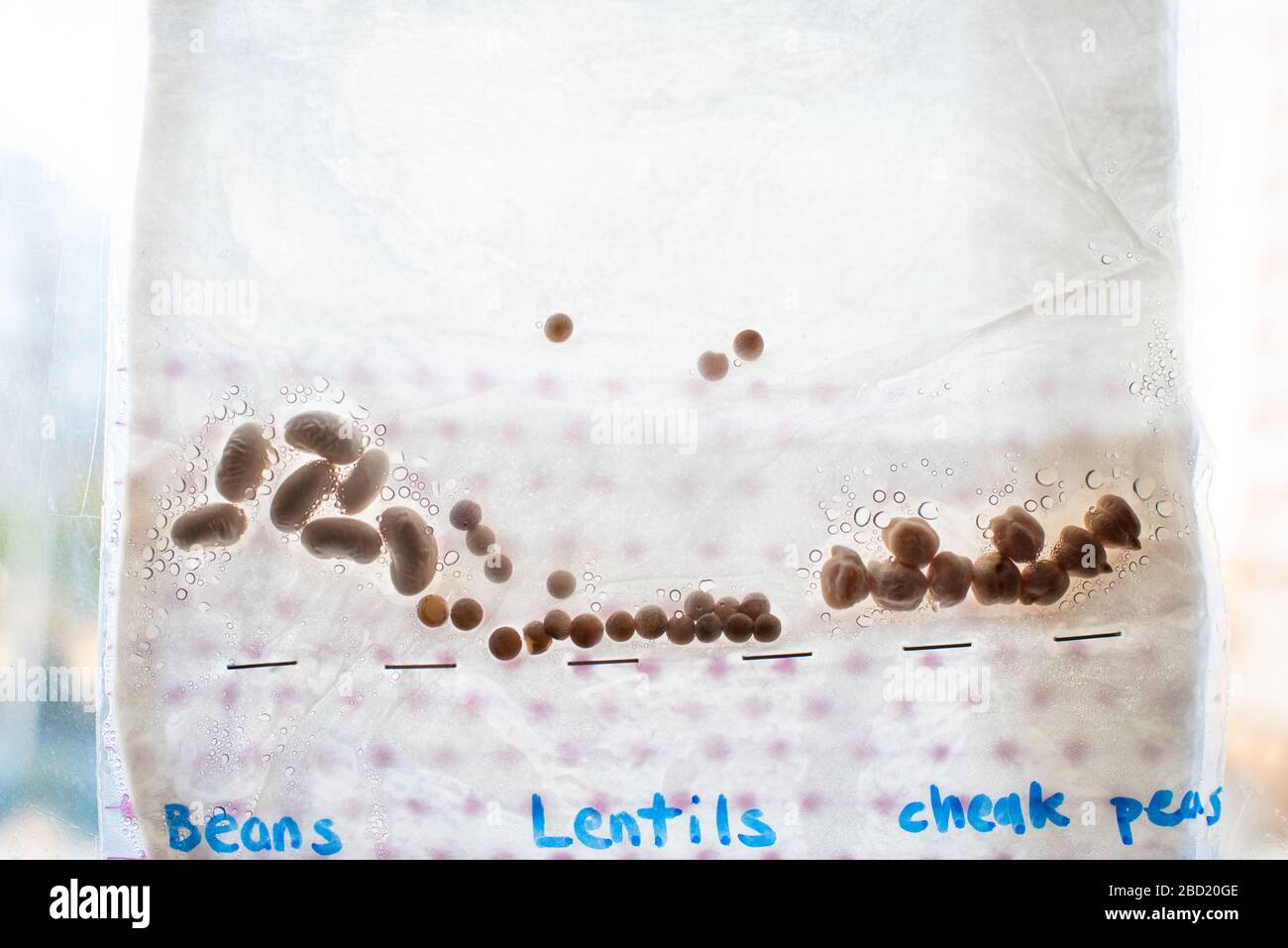 A school experiment, with legume seeds like chickpeas and lentils ...