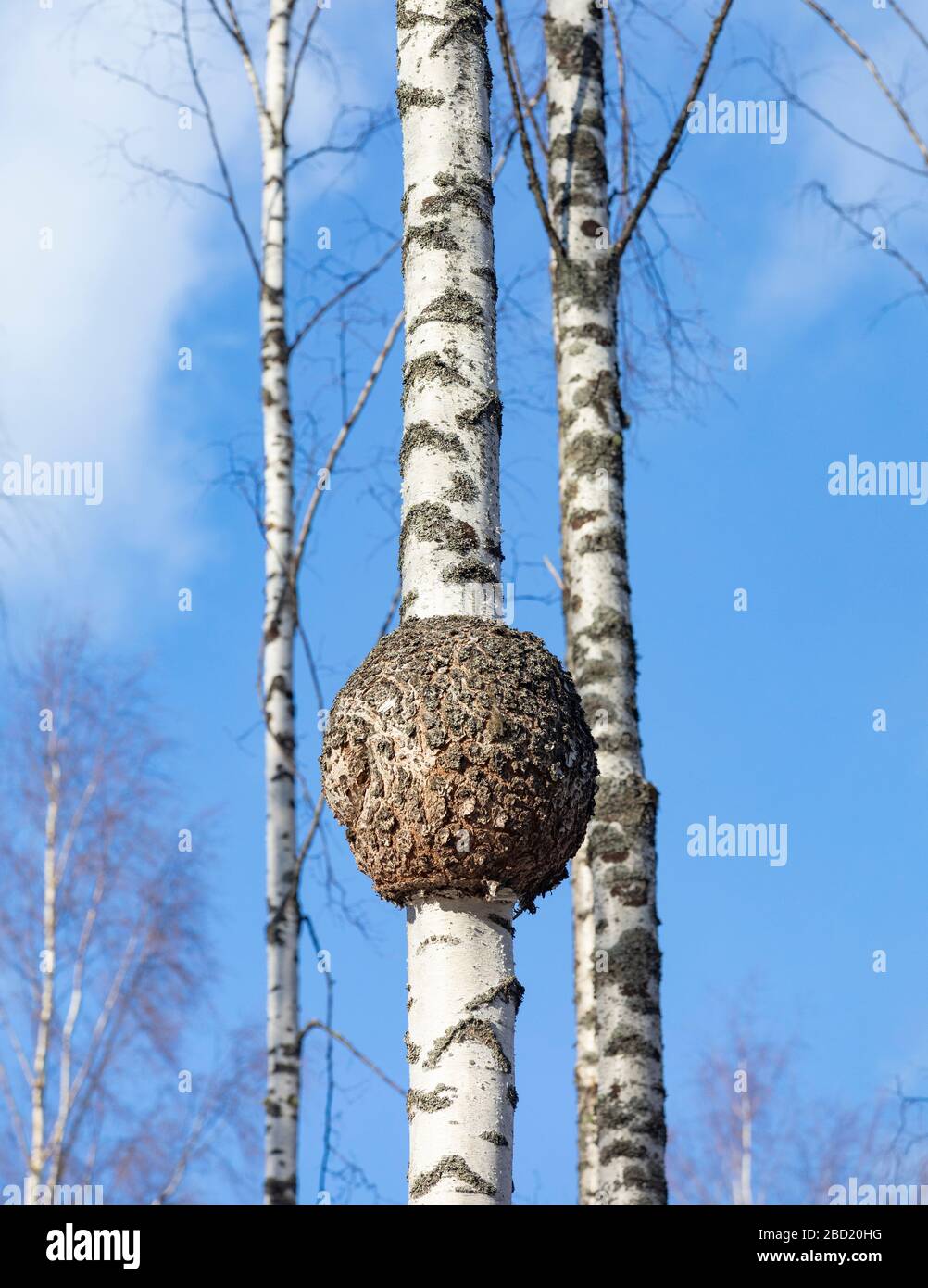 Growing lump hi-res stock photography and images - Alamy