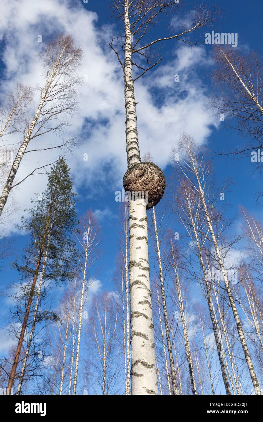 Burl on birch hi-res stock photography and images - Alamy