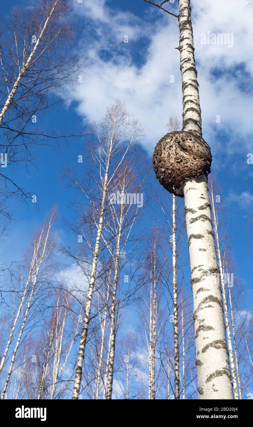 Burl on birch hi-res stock photography and images - Alamy
