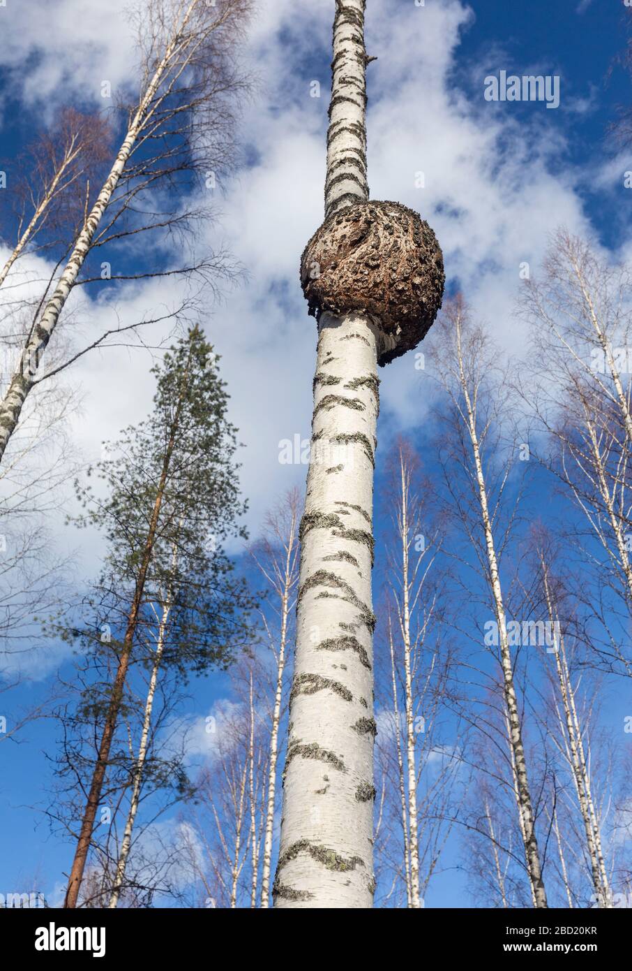 Birch gnarl hi-res stock photography and images - Alamy