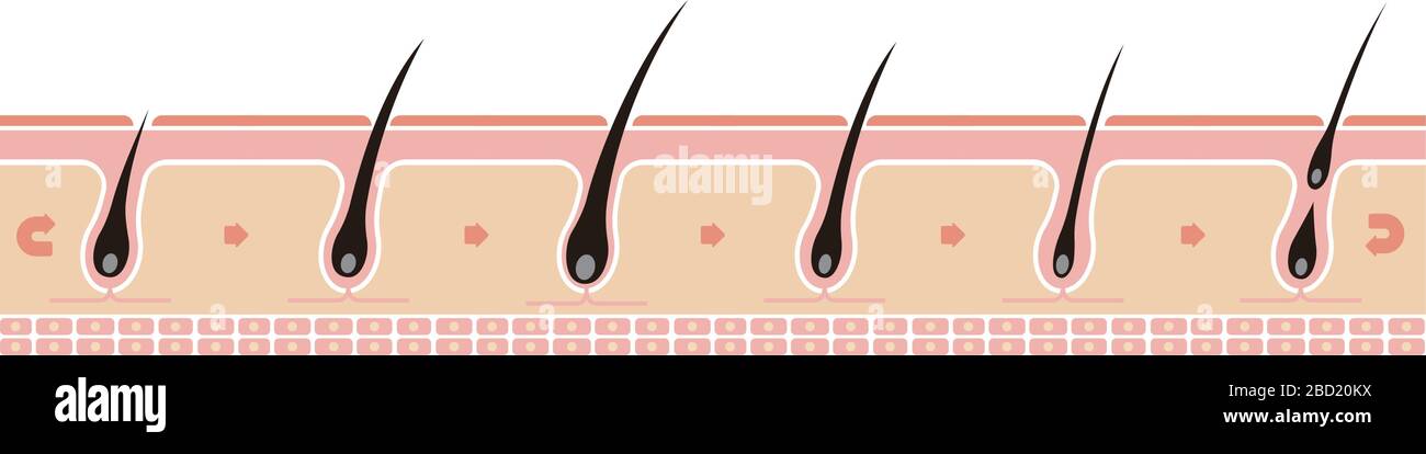 Normal hair cycle illustration Stock Vector Image & Art - Alamy