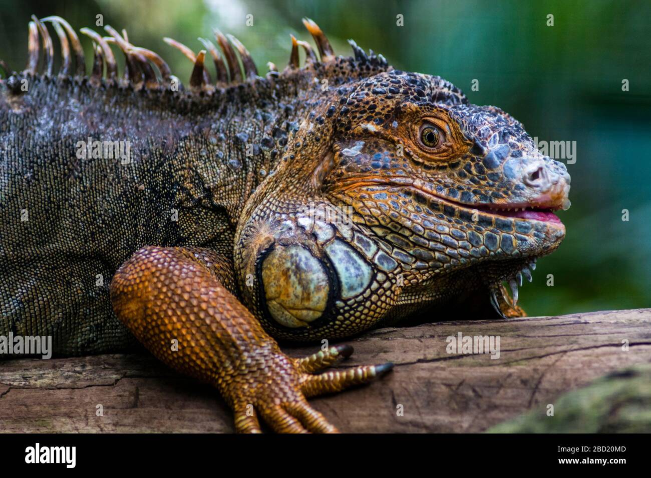Iguana reptile close-up Lizard on a tree brunch in Parque das aves Foz ...