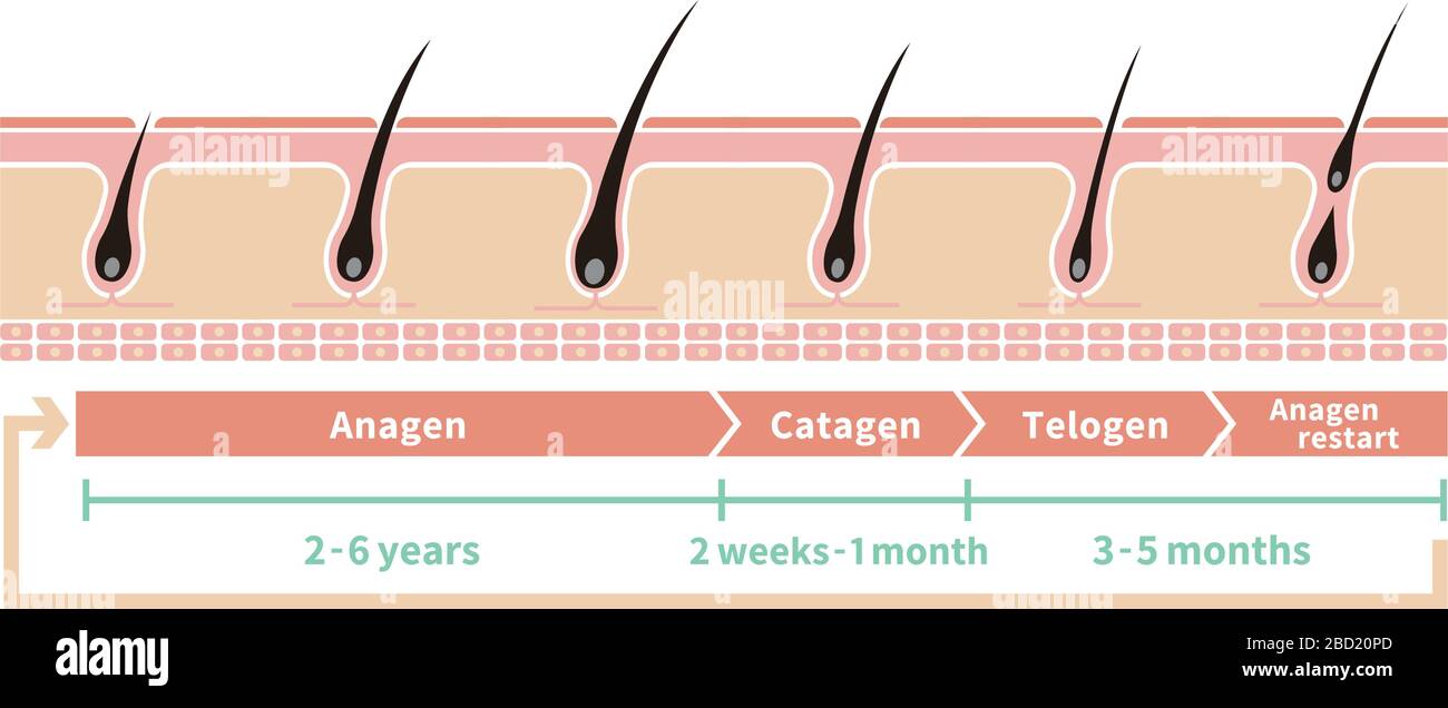 Scalp illustration hi-res stock photography and images - Alamy