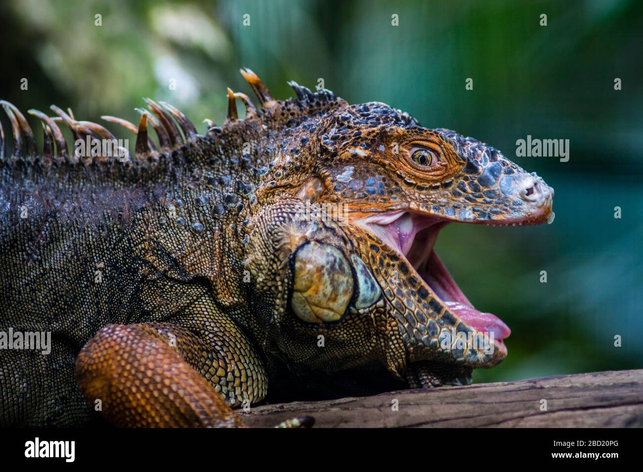Iguana reptile close-up Lizard on a tree brunch in Parque das aves Foz ...