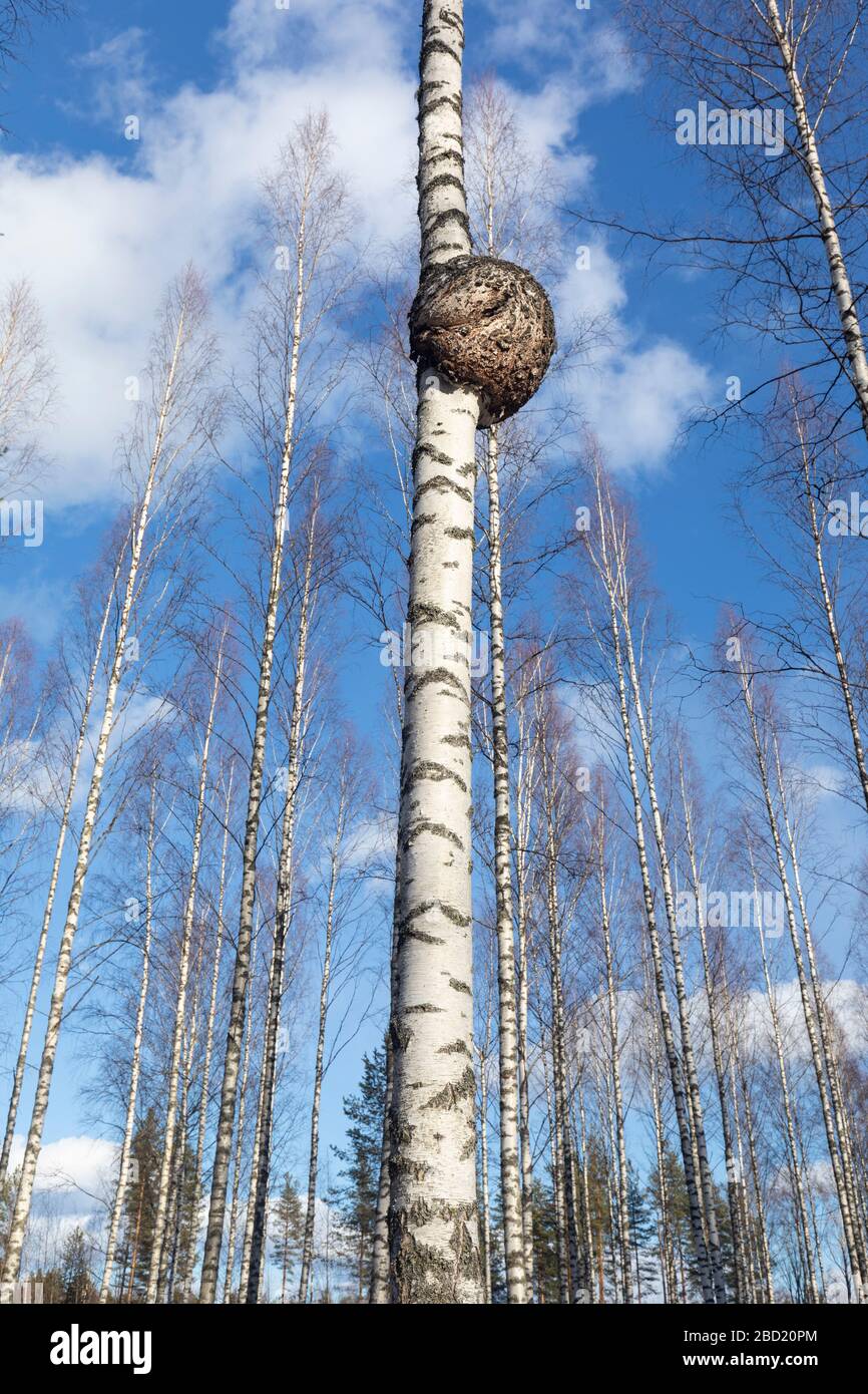Burl on birch hi-res stock photography and images - Alamy