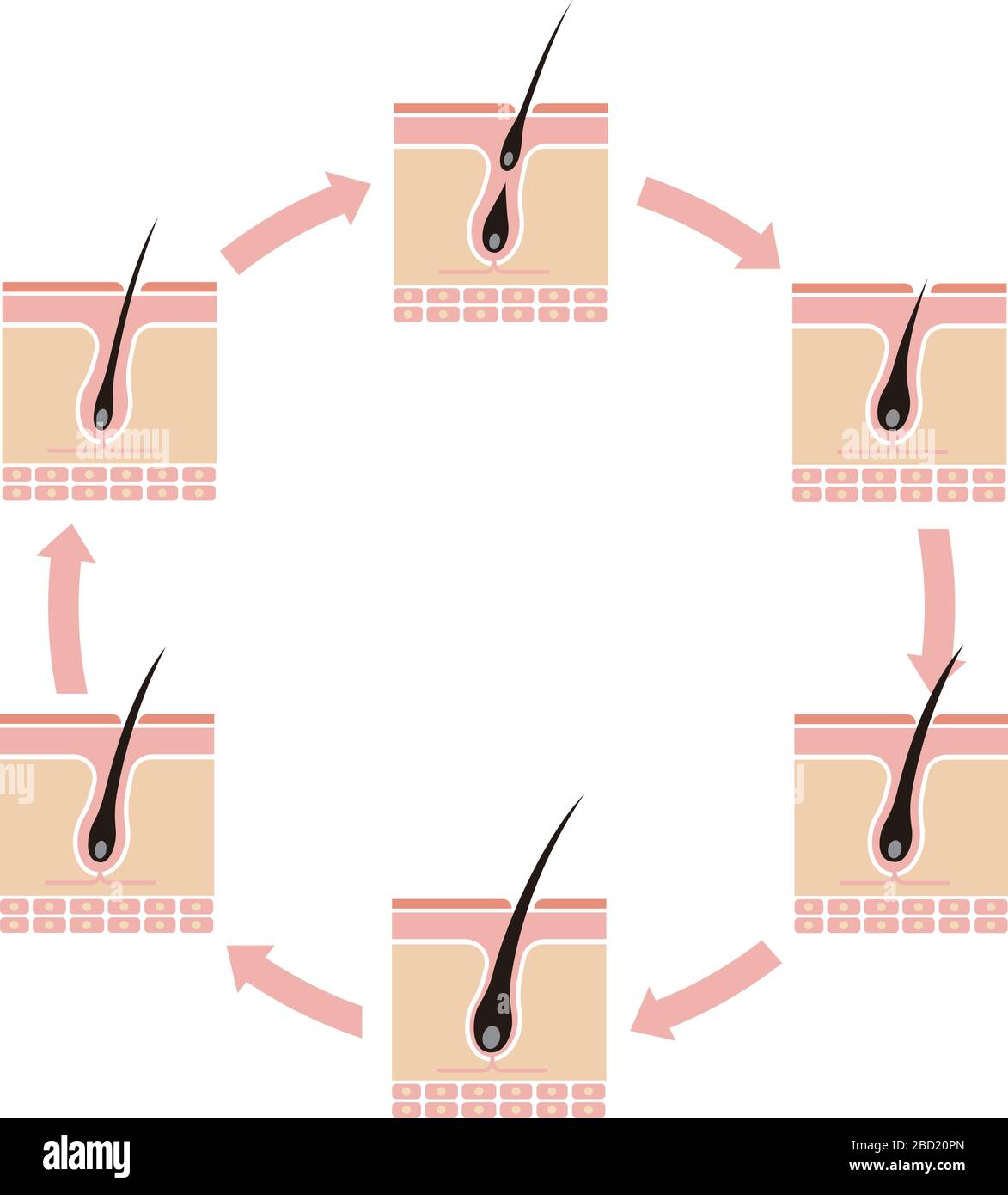 Normal Hair Cycle Illustration Stock Vector Image And Art Alamy