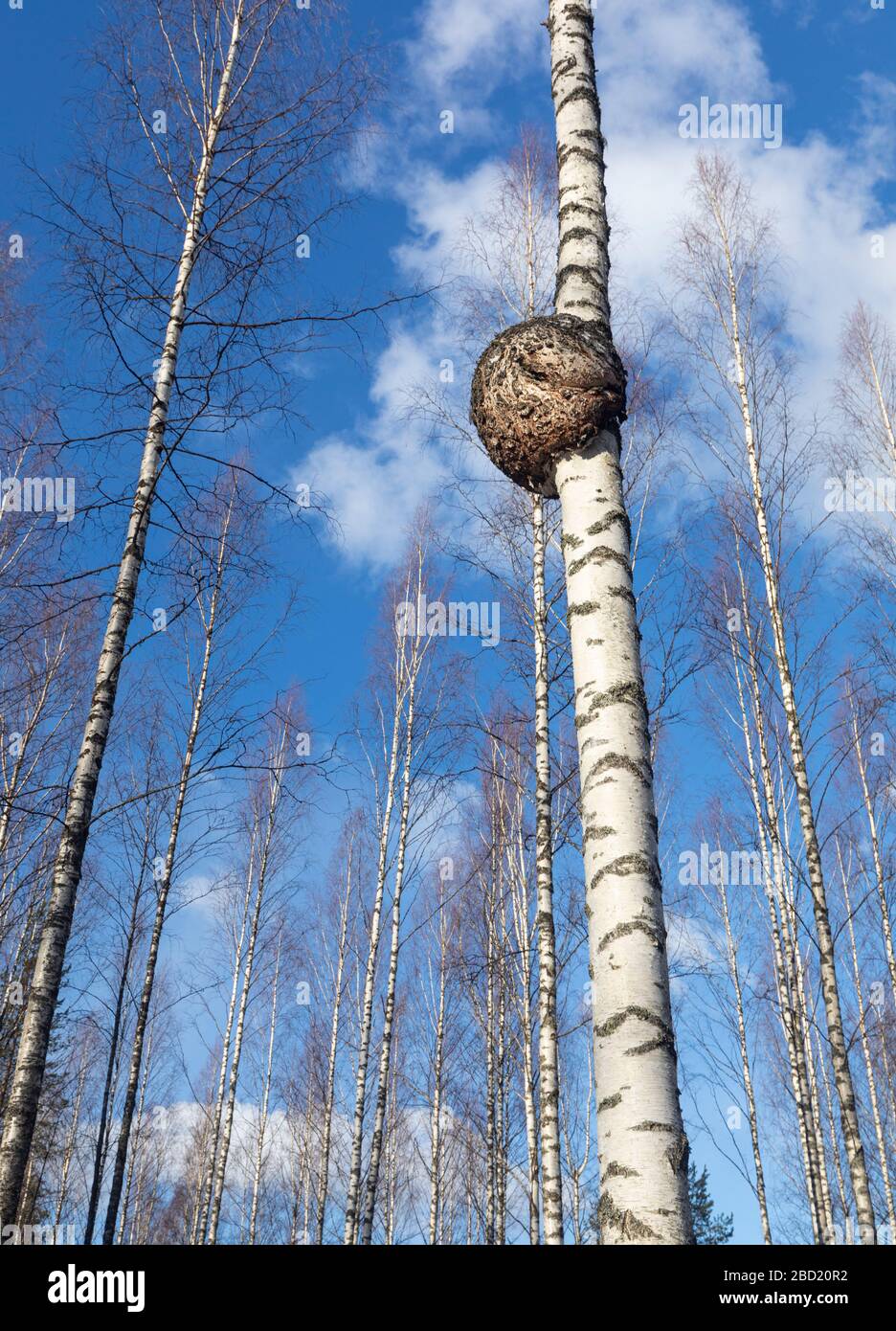 Birch gnarl hi-res stock photography and images - Alamy
