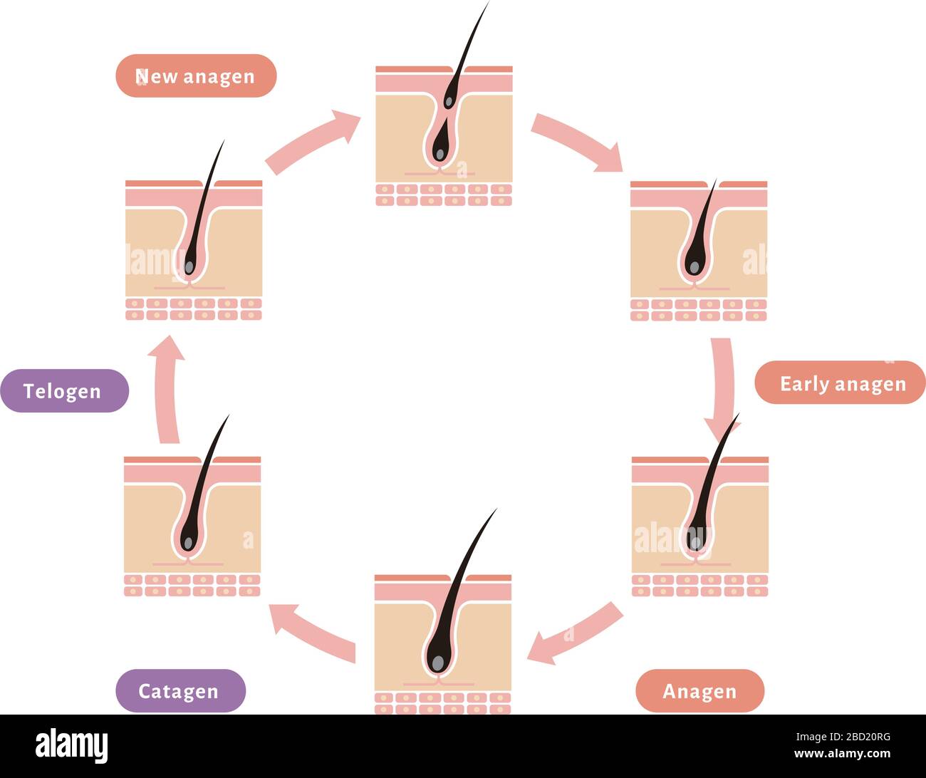 Normal hair cycle illustration Stock Vector Image & Art - Alamy