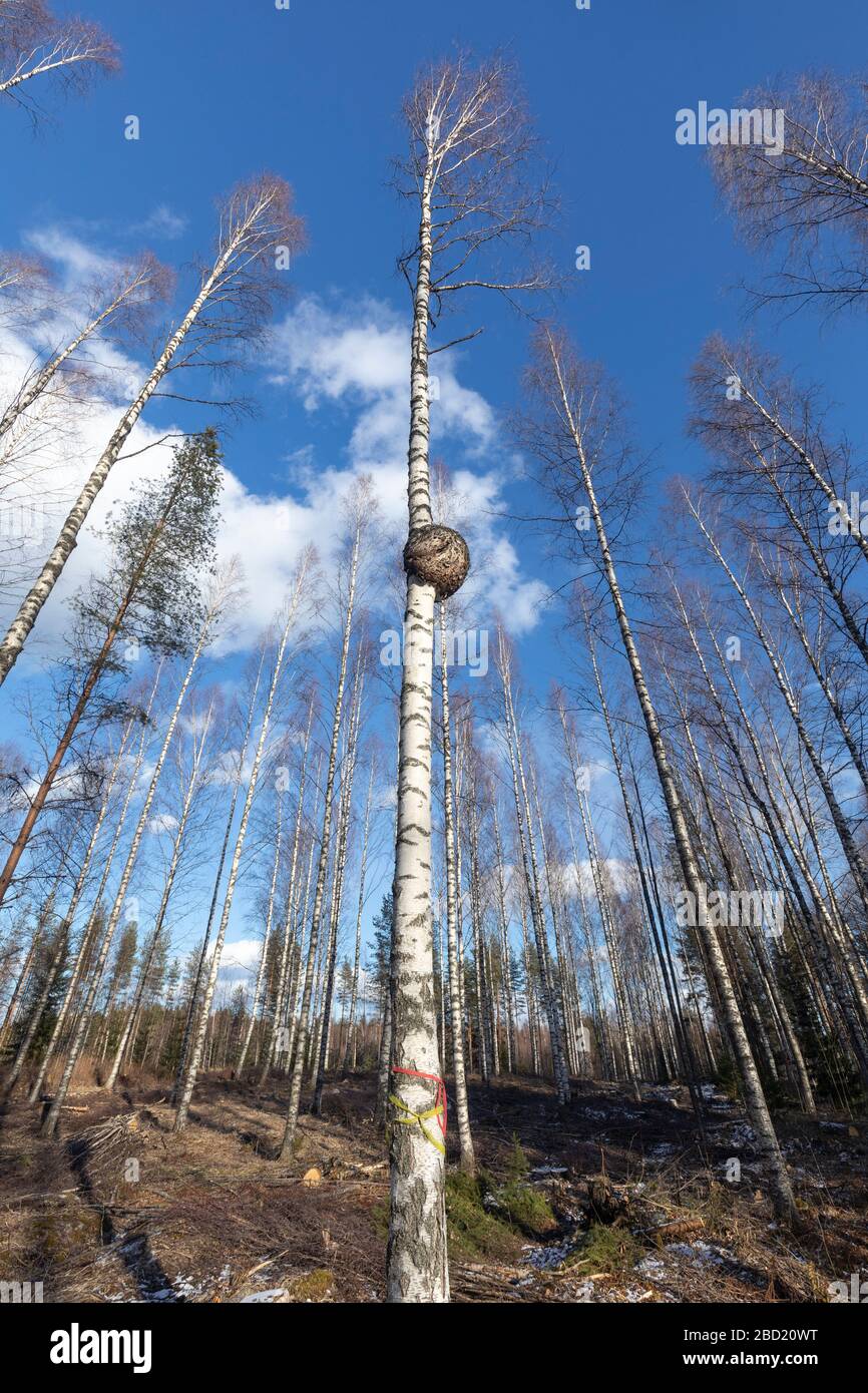 Birch gnarl hi-res stock photography and images - Alamy