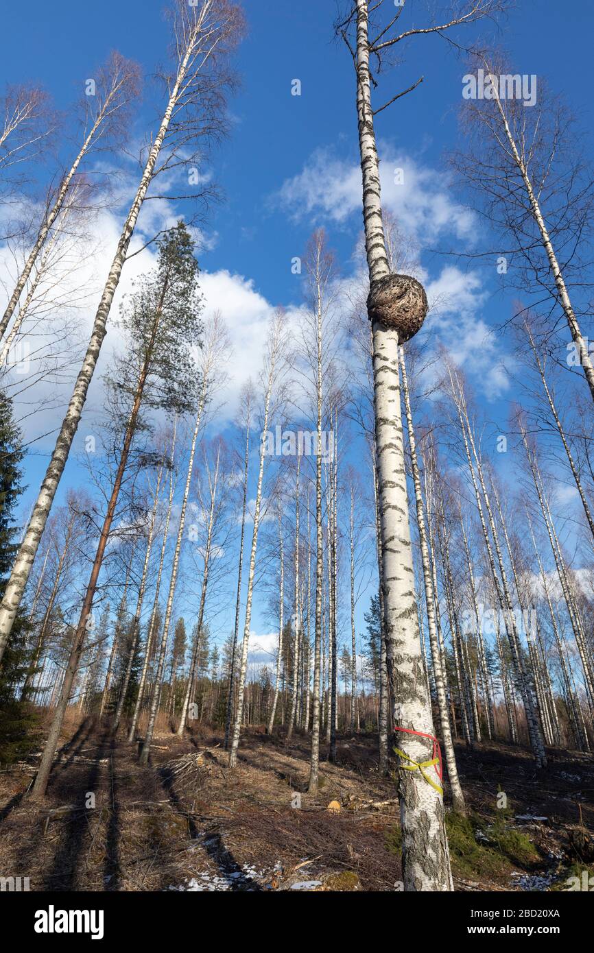 Burl lump hi-res stock photography and images - Alamy