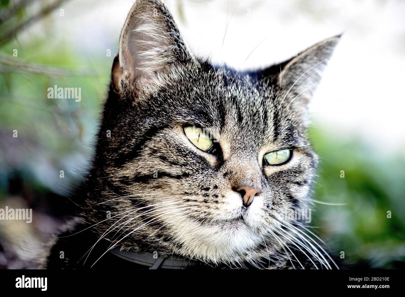 The cat lives a nice life Stock Photo - Alamy