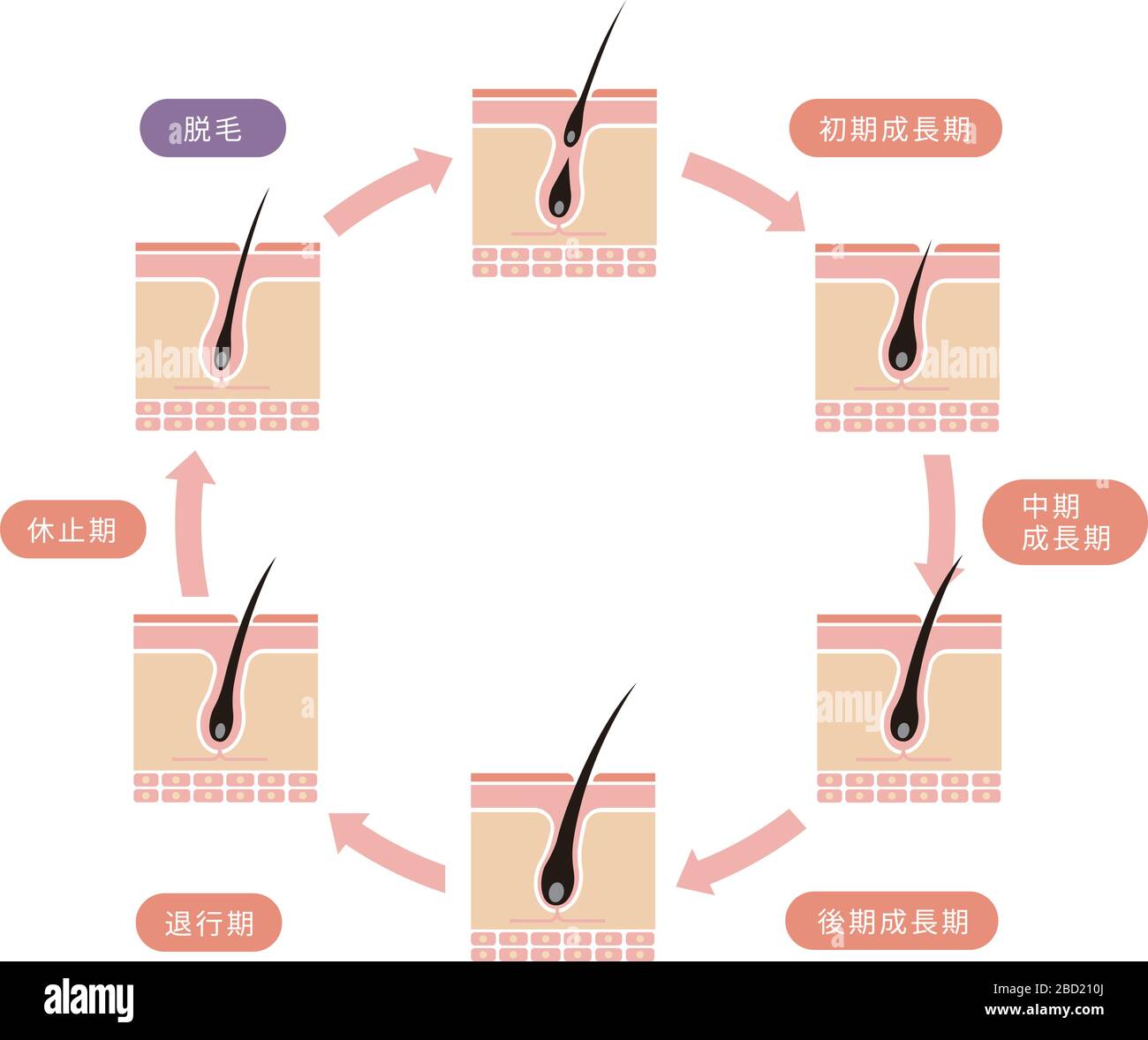 Normal hair cycle illustration Stock Vector Image & Art - Alamy