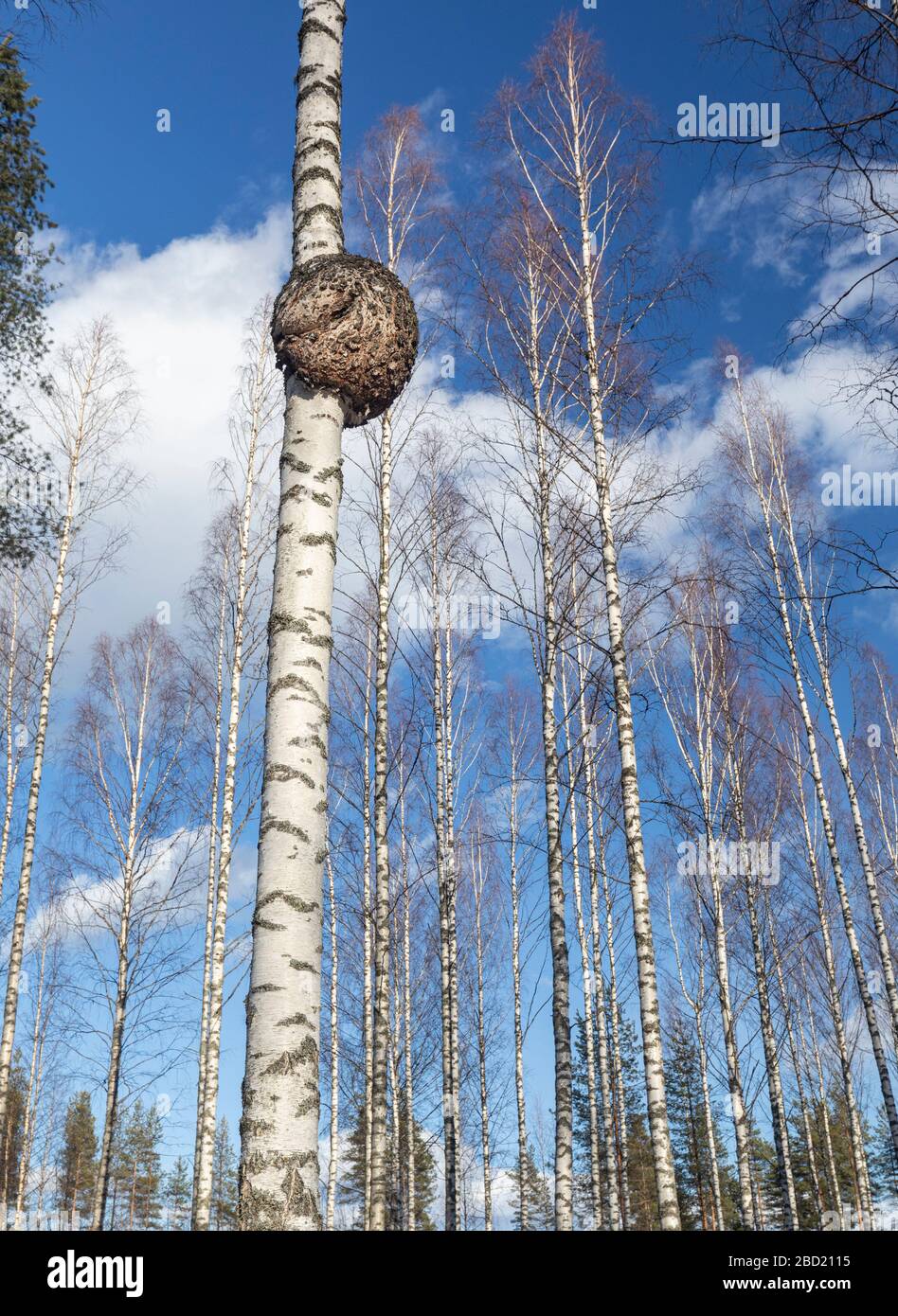 Burl on birch hi-res stock photography and images - Alamy