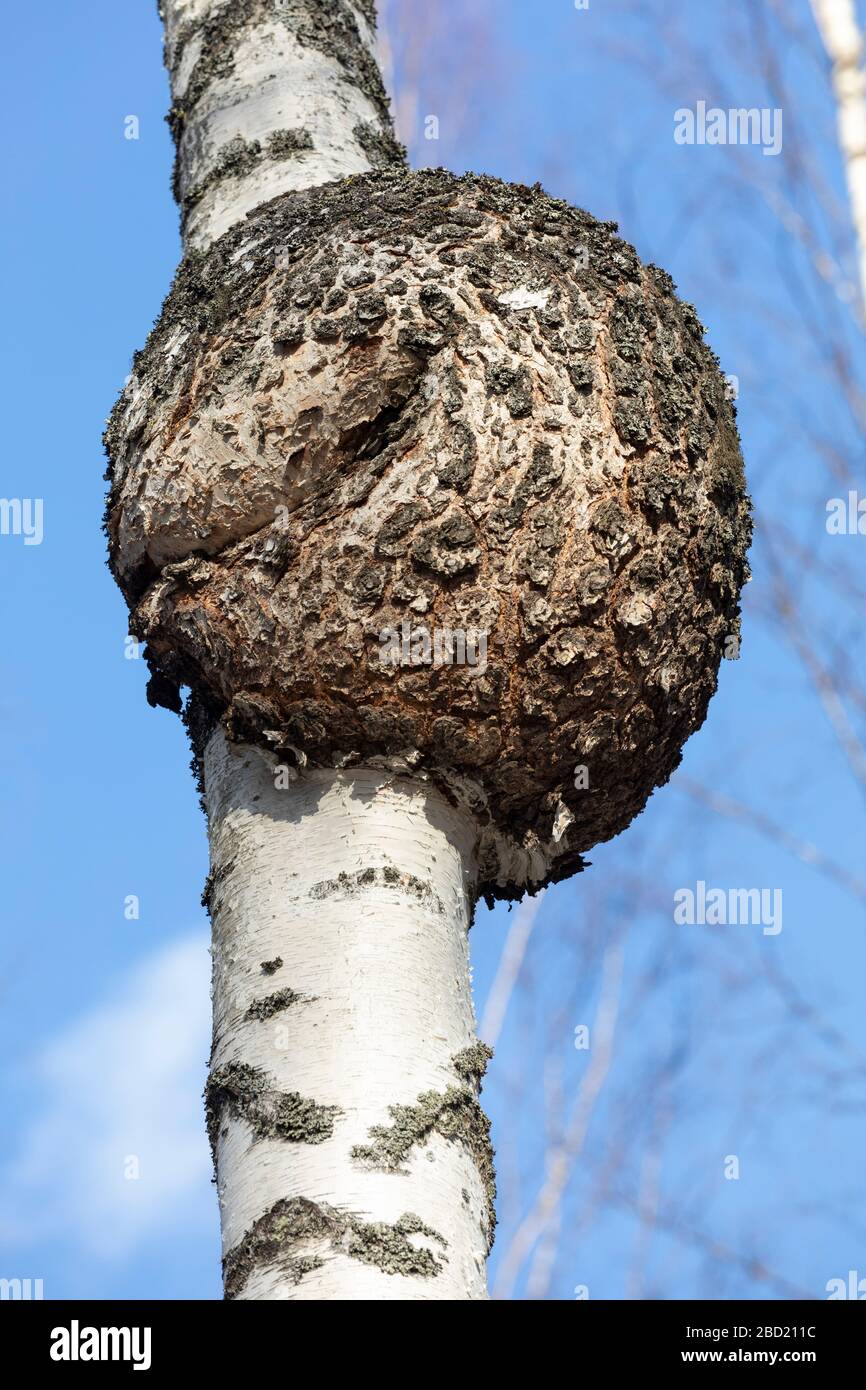 Growing lump hi-res stock photography and images - Alamy